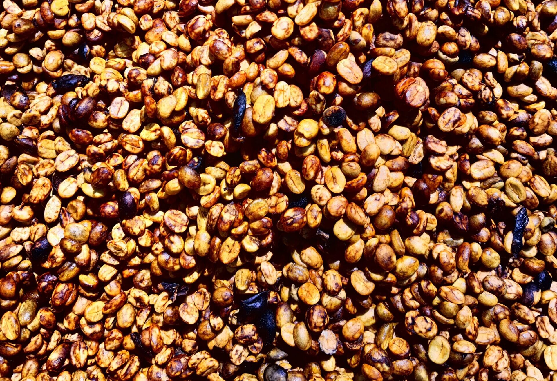 Finca Santa Lucía – Costa Rican Coffee Excellence